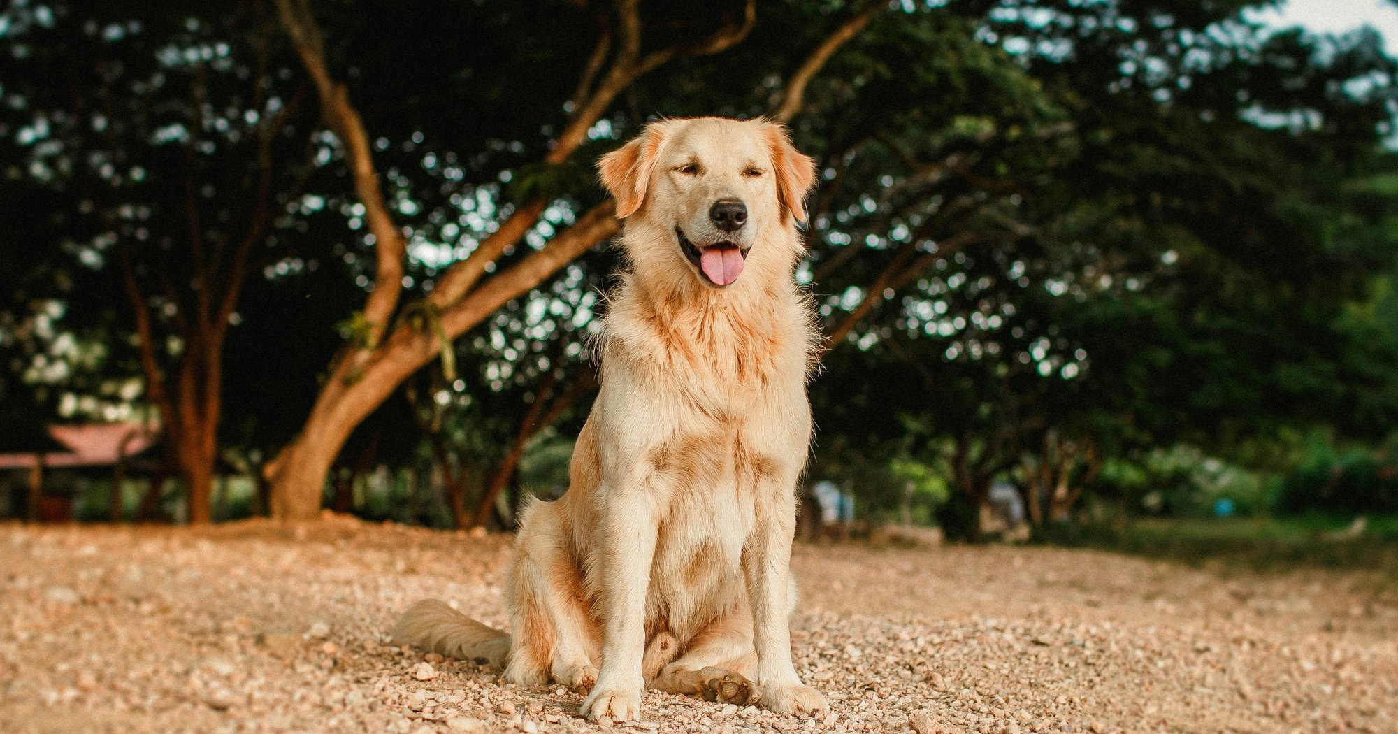 Everything you need to know about Civil Liability for dogs