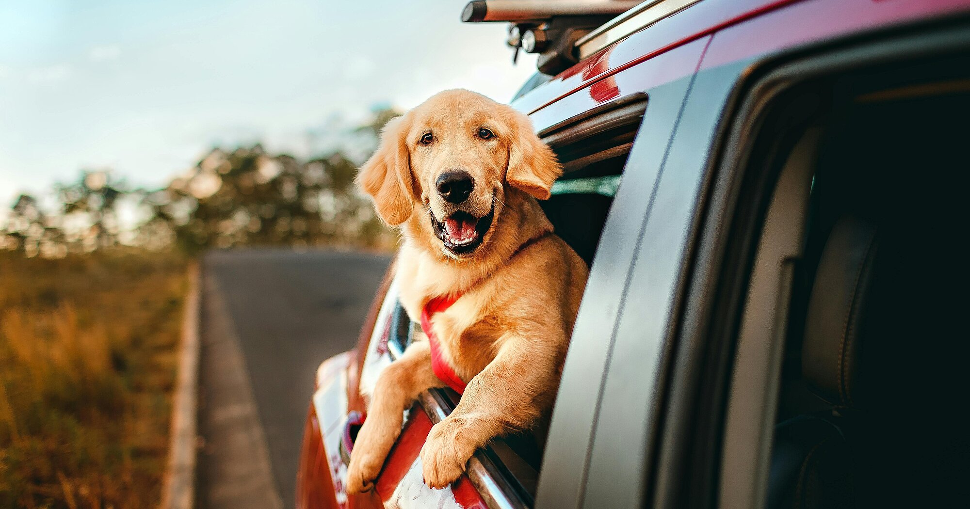 Tiere im Auto: ein Leitfaden mit bewährten Praktiken